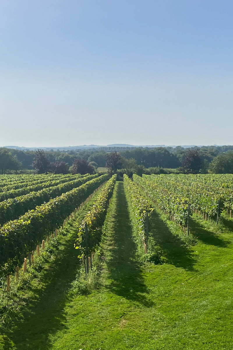 Signature Tour & Tasting Event at Bluestone Vineyards