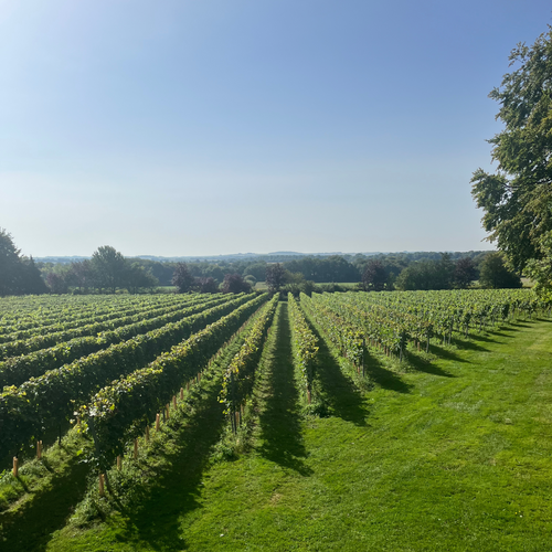 Bluestone Vineyards | Wiltshire's Finest English Sparkling Wine