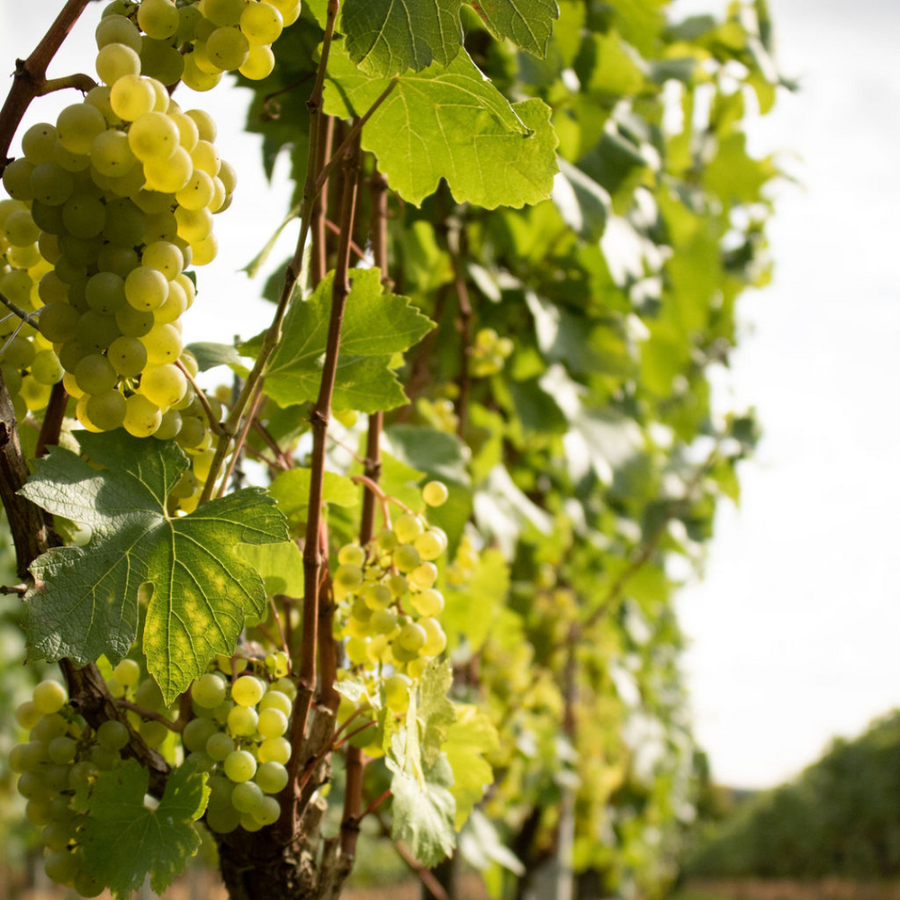 Bluestone Vineyards | Wiltshire's Finest English Sparkling Wine